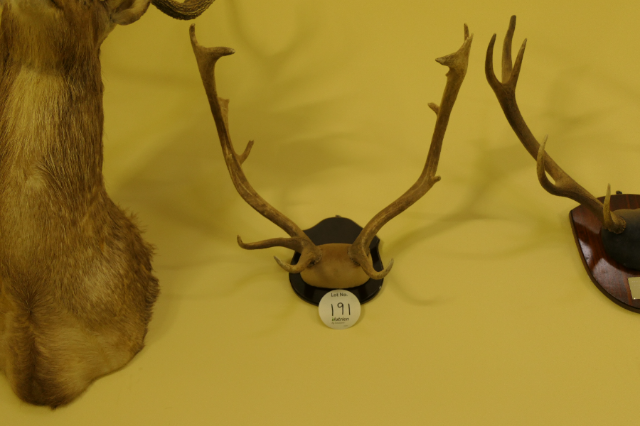 Lot 191 - Fallow Horns | AuctionsPlus