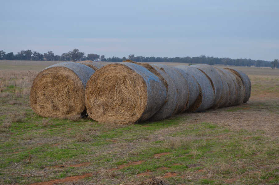 Lot 35 - Rye Grass Hay with 20% Stubble - Round Bales | AuctionsPlus