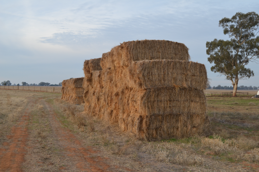 Lot 22 - Rye Grass Hay - Square Bales | AuctionsPlus