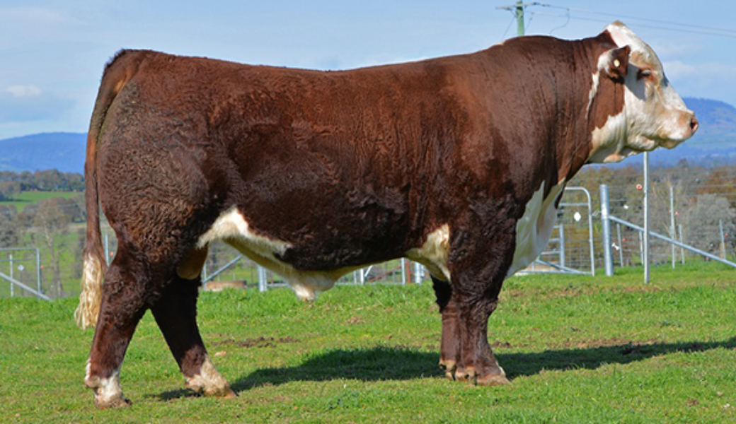 Lot 117 - 3 x Embryos - HP MTR A73 21E15 x KANIMBLA POWER PLAY J066 ...