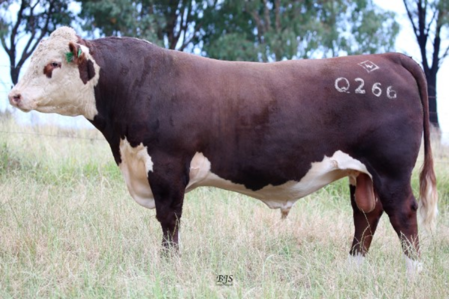 Lot 194 - 4 x Semen Straws - WIRRUNA QUERIDO Q266 (AI) (PP) | AuctionsPlus
