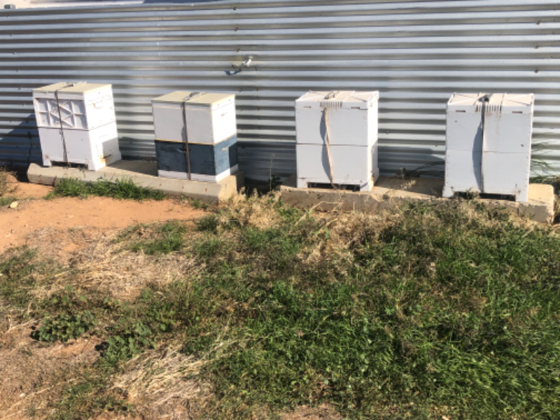 Lot 405 - 7 DOUBLE BEE HIVES (FULL OF HONEY) | AuctionsPlus