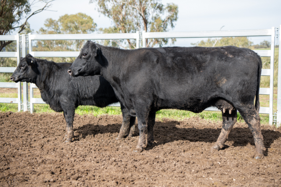 Lot 15A - DALES P5 | AuctionsPlus