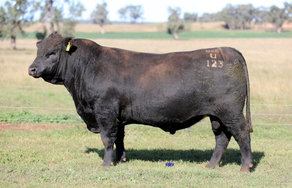Lot 4 - DSK KS9 UNDERCOVER U123 | AuctionsPlus