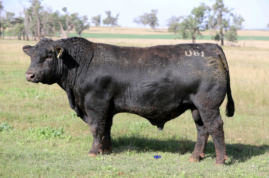 Lot 16 - DSK MR UBOK U81 | AuctionsPlus