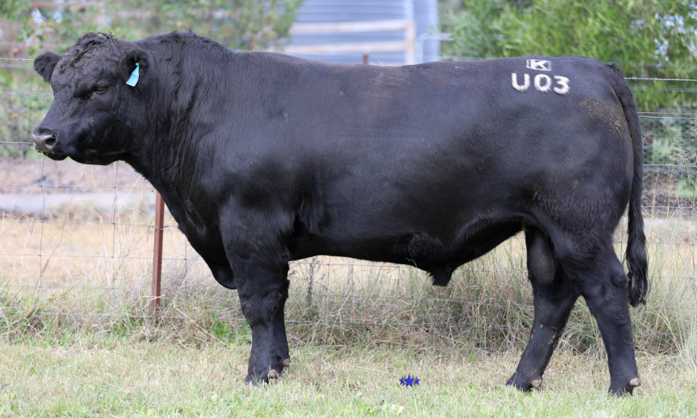 Lot 1 - KINGSTON COMMAND U03 | AuctionsPlus