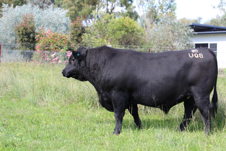 Lot 4 - KINGSTON ROCKY U08 | AuctionsPlus