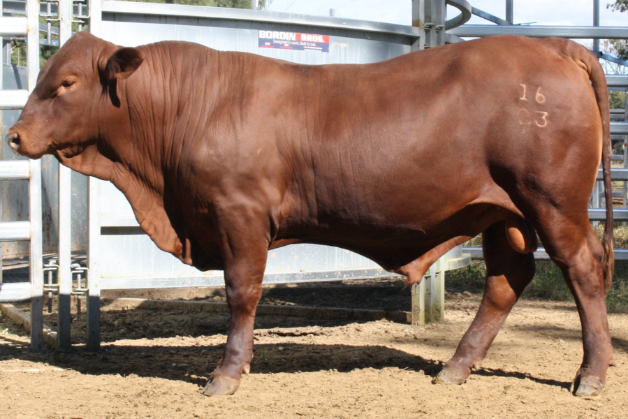 Lot 18 - SILVERLEIGH UPLIFT | AuctionsPlus