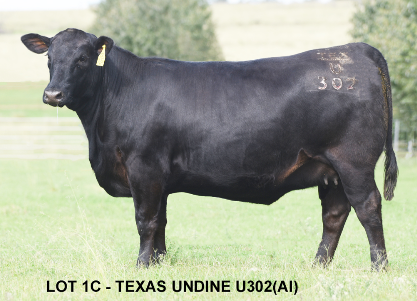 Lot 1C - TEXAS UNDINE U302 | AuctionsPlus