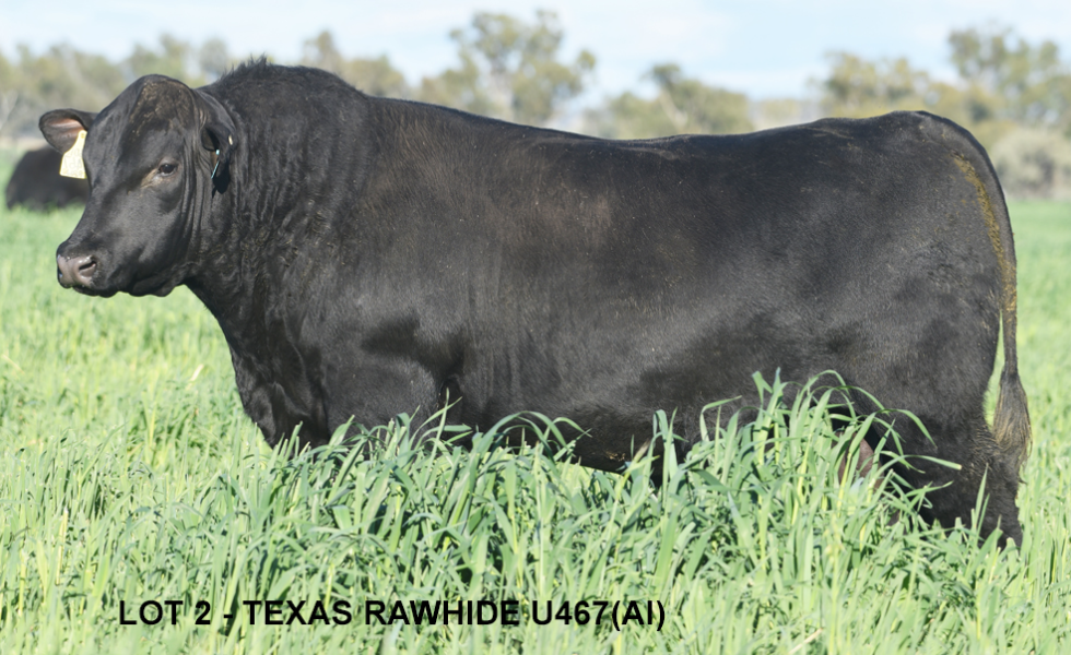 Lot 2 - TEXAS RAWHIDE U467 | AuctionsPlus