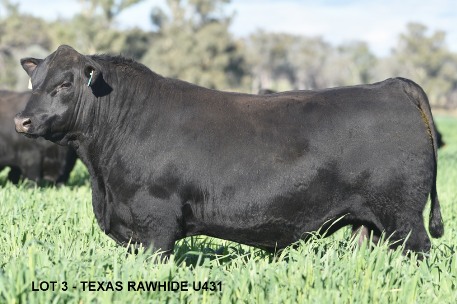 Lot 3 - TEXAS RAWHIDE U431 | AuctionsPlus