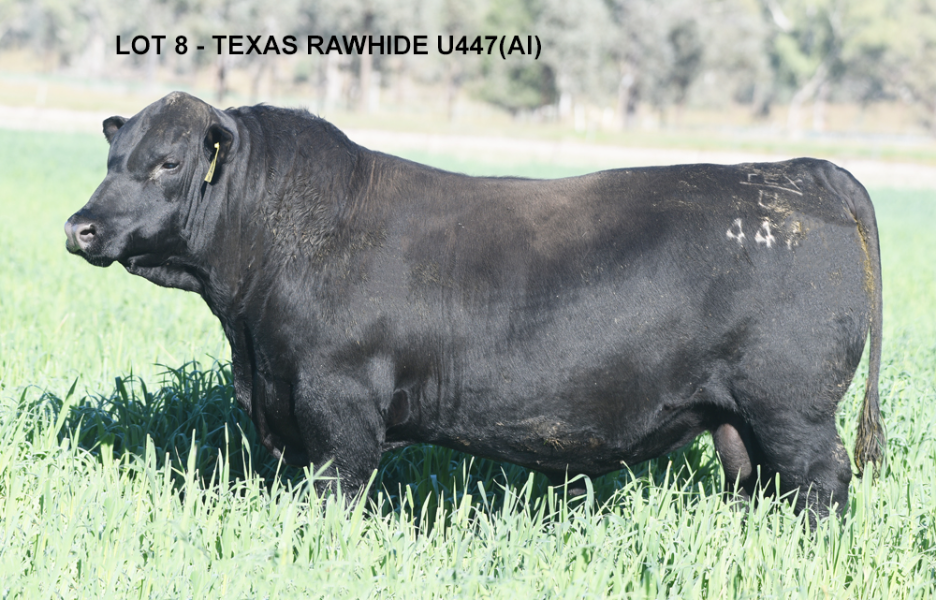 Lot 8 - TEXAS RAWHIDE U447 | AuctionsPlus