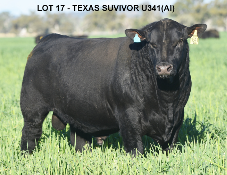 Lot 17 - TEXAS SURVIVOR U341 | AuctionsPlus