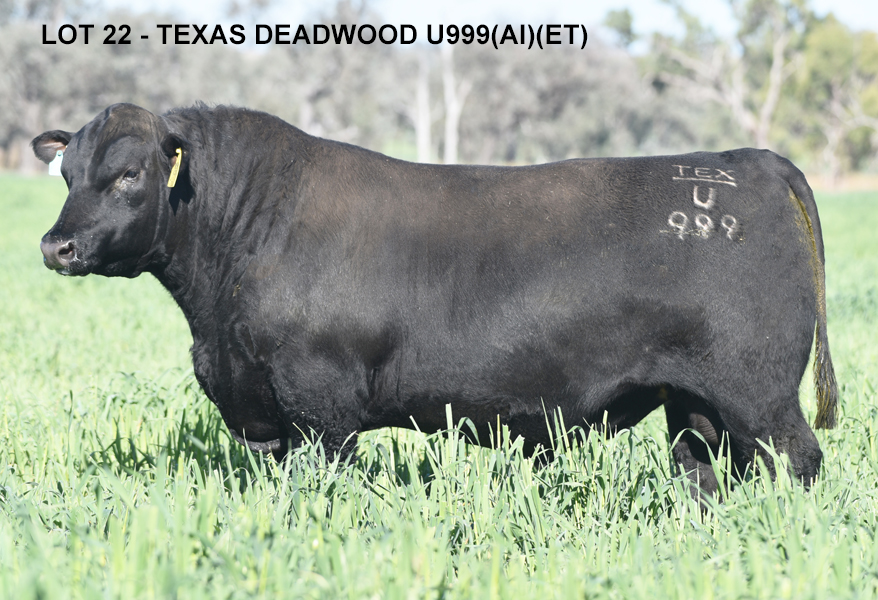 Lot 22 - TEXAS DEADWOOD U999 | AuctionsPlus