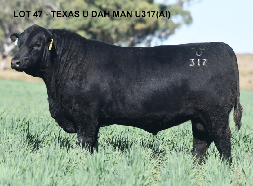 Lot 47 - TEXAS U DAH MAN U317 | AuctionsPlus