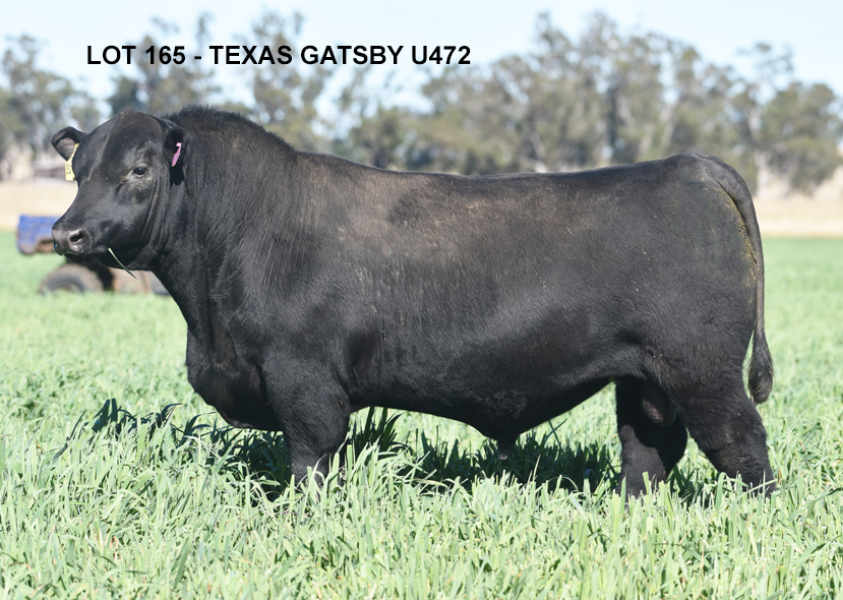 Lot 165 - TEXAS GATSBY U472 | AuctionsPlus