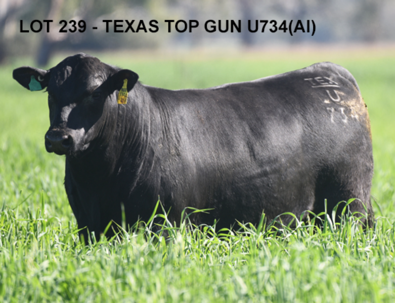 Lot 239 - TEXAS TOP GUN U734 | AuctionsPlus