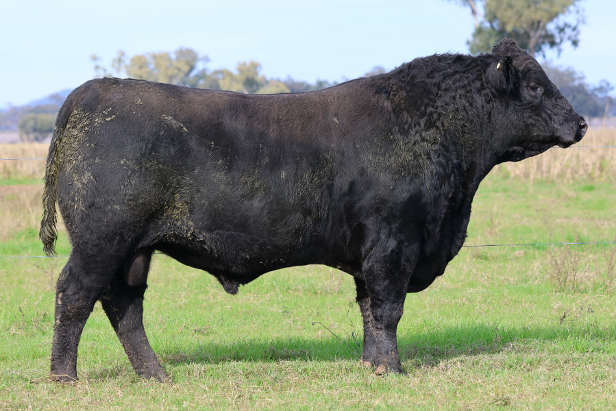 Lot 24 - BOORAGUL PRIME MINISTER U134 | AuctionsPlus