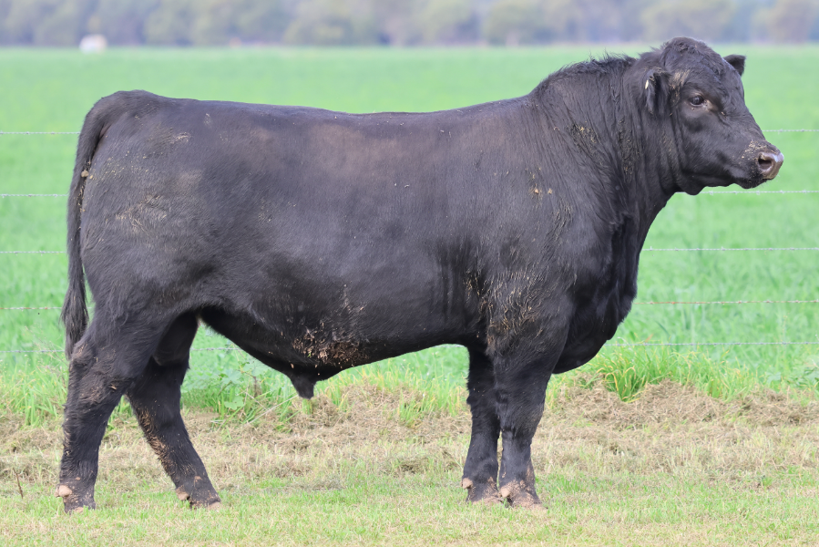 Lot 33 - BOORAGUL CONFIDENCE PLUS V35 | AuctionsPlus