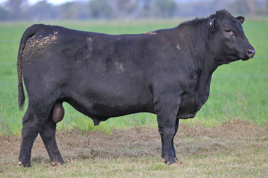 Lot 35 - BOORAGUL MISSILE V47 | AuctionsPlus