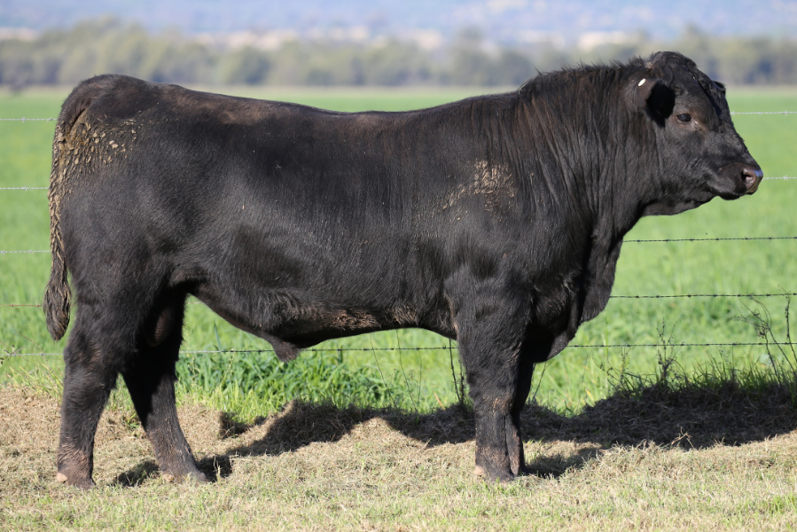 Lot 38 - BOORAGUL QUINELLA V7 | AuctionsPlus