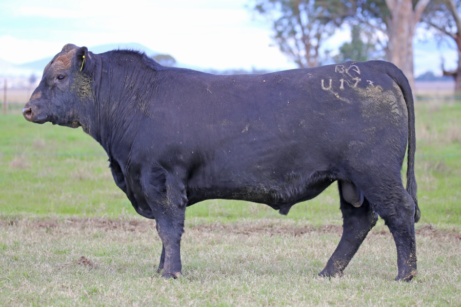 Lot 53 - BOORAGUL NEW TRIX U173 | AuctionsPlus