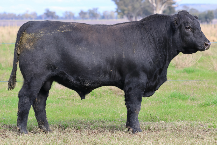 Lot 67 - BOORAGUL NOBLEMAN U122 | AuctionsPlus