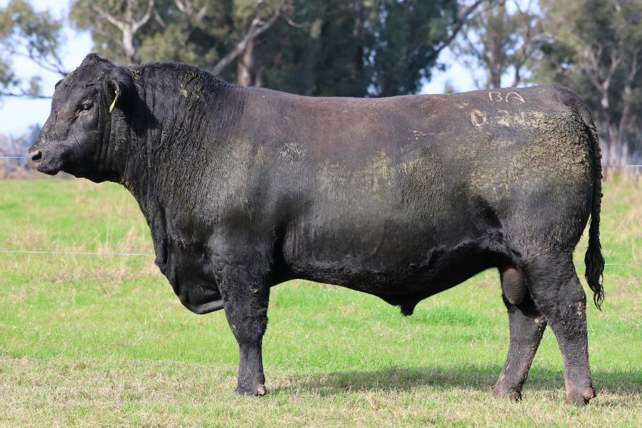 Lot 6 - BOORAGUL CONFIDENCE PLUS U211 | AuctionsPlus