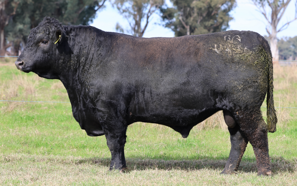 Lot 8 - BOORAGUL QONTEMPLATE U236 | AuctionsPlus