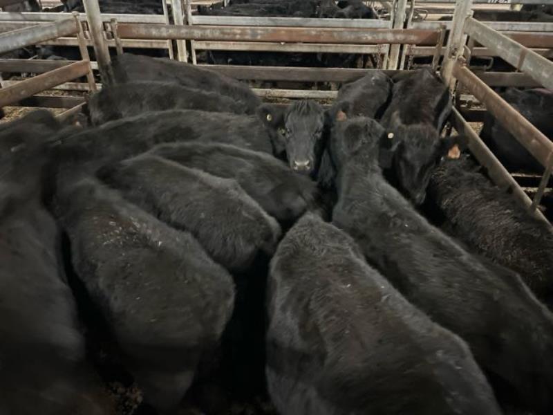 Pen 192A/N - 14 Angus X Heifer 260.40kg (Total weight: 3645kg ...