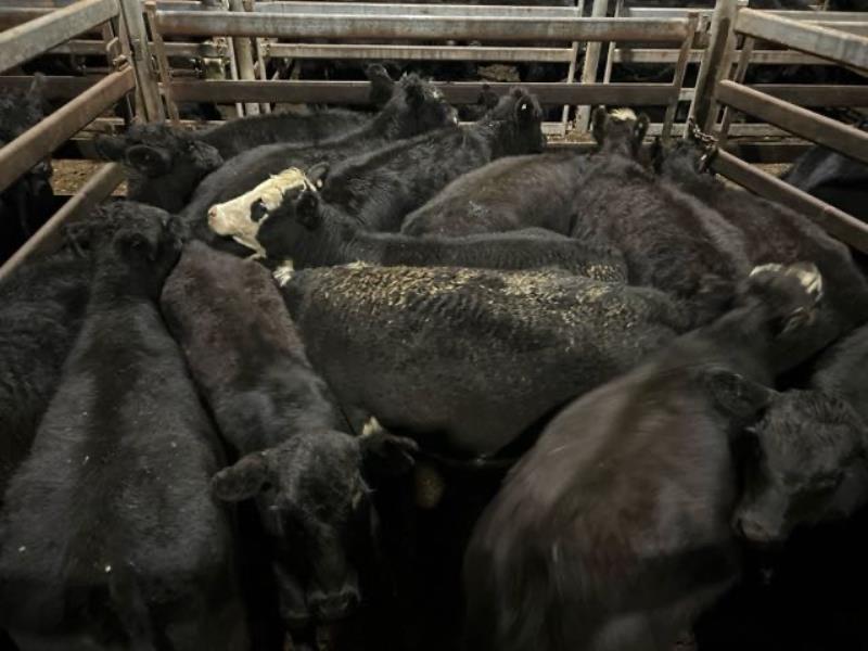 Pen 194/N - 14 Angus X Heifer 216.40kg (Total weight: 3030kg ...