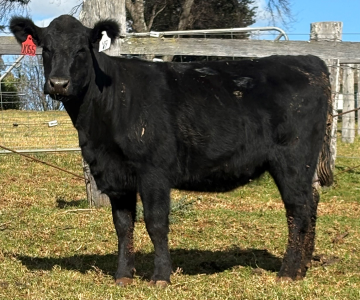 Lot 47 - TYLER NERINE U055 | AuctionsPlus