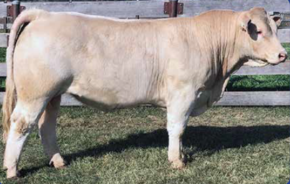 Lot 10 - MINNIE-VALE UP AND GO U43E (P) | AuctionsPlus