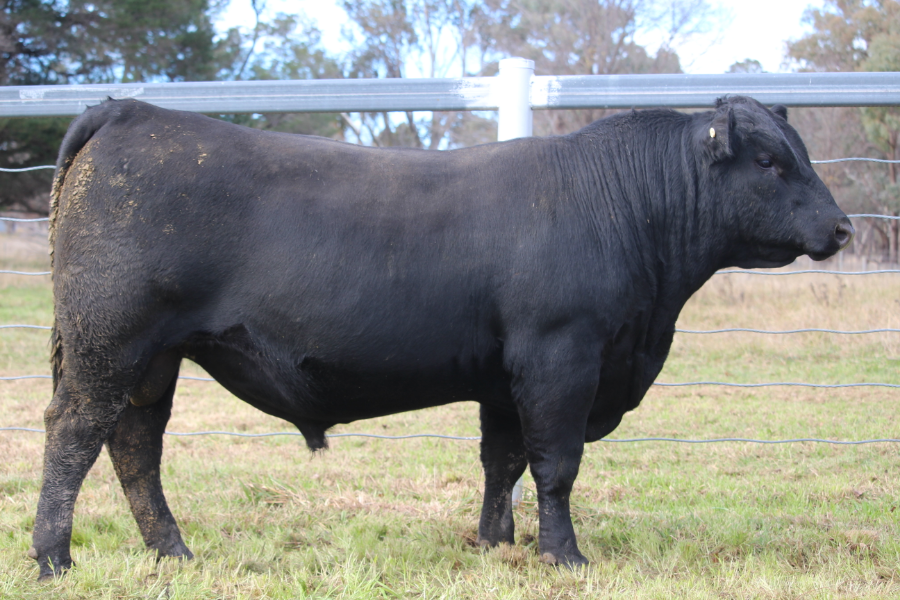 Lot 21 - EASTERN PLAINS URELLA U152 | AuctionsPlus