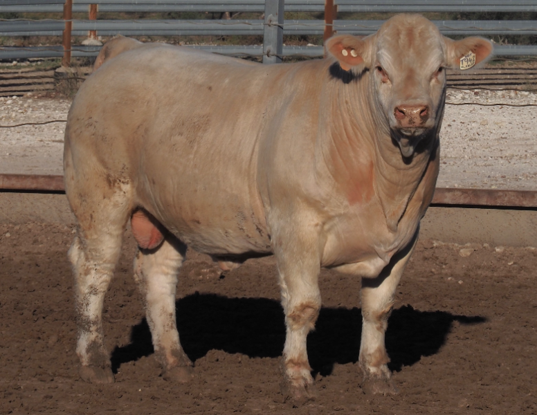 Lot 13 - GLENLEA MODERATOR T942 (AI) (P) | AuctionsPlus