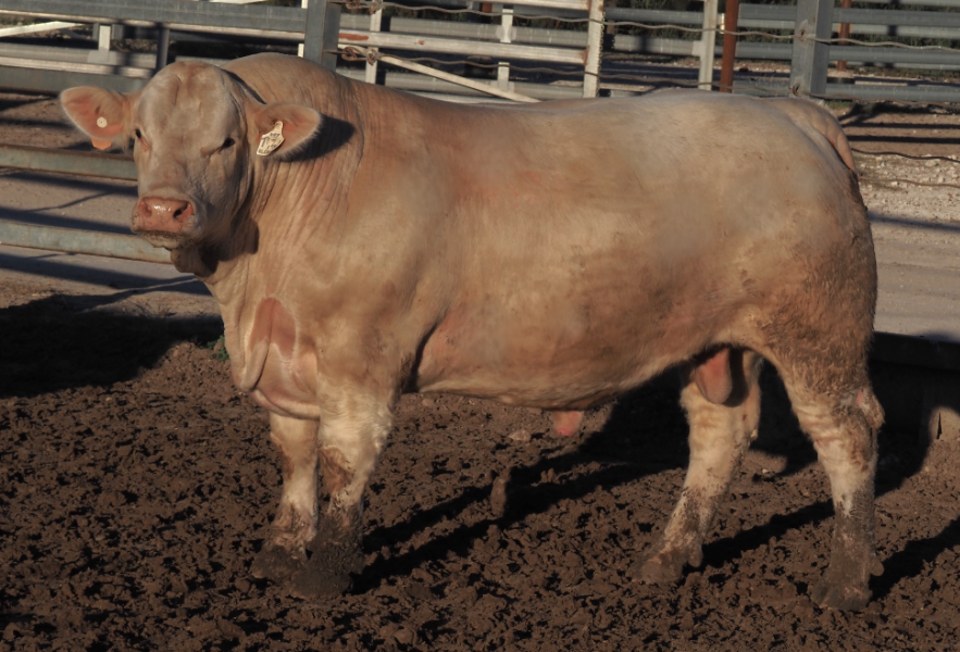 Lot 14 - GLENLEA MODERATOR T950 (AI) (P) | AuctionsPlus