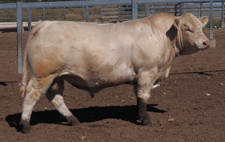 Lot 37 - GLENLEA Q-BRICK U740 (P) | AuctionsPlus