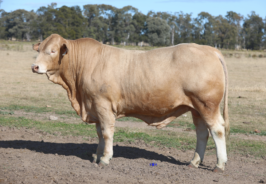 Lot 23 - WELLCAMP UDAY (P) HERD | AuctionsPlus