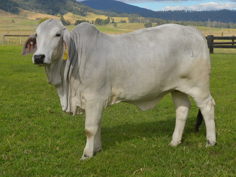 Lot 19 - FIGLAND MISS ALLI 737 (H) | AuctionsPlus
