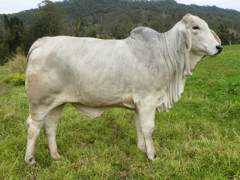 Lot 21 - MOUNTANA MS WARD 1983 (PS) | AuctionsPlus