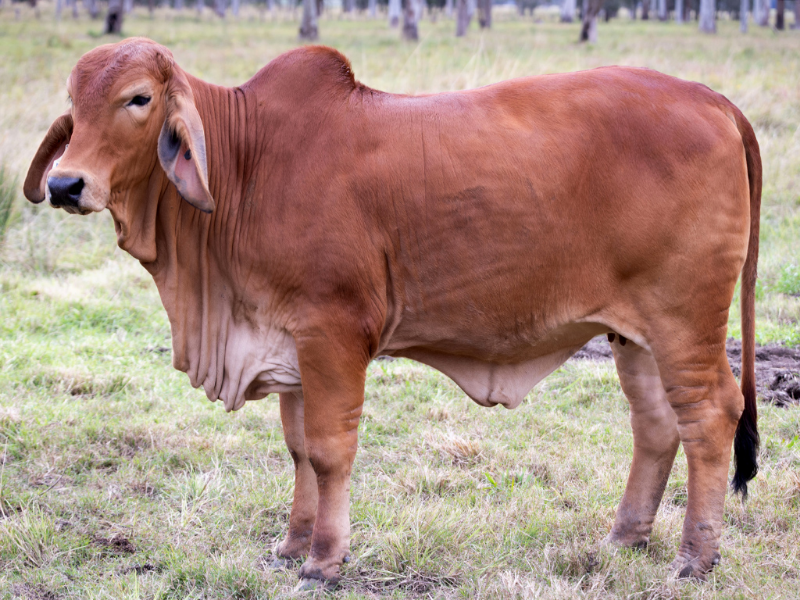 Lot 16 - MOGUL MISS MW TEXANO (PS) | AuctionsPlus