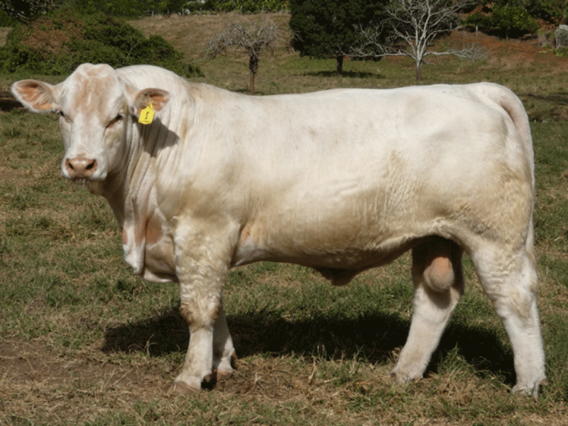 Lot 2 - KANDANGA VALLEY UTILITY (P) | AuctionsPlus