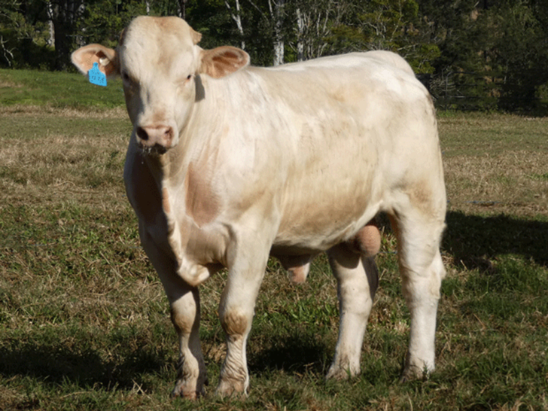 Lot 13 - KANDANGA VALLEY U93E | AuctionsPlus
