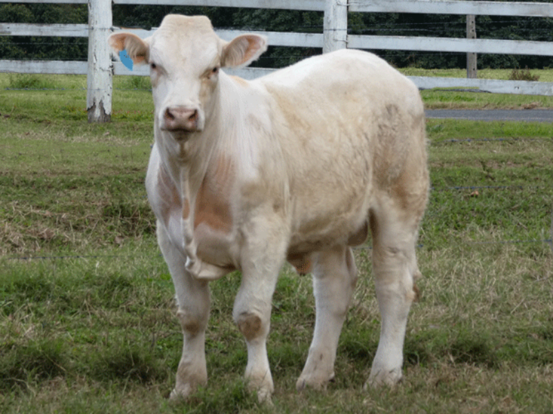 Lot 39 - KANDANGA VALLEY U63E | AuctionsPlus
