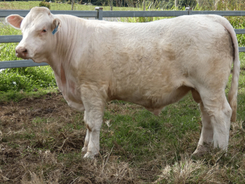 Lot 40 - KANDANGA VALLEY U321E | AuctionsPlus
