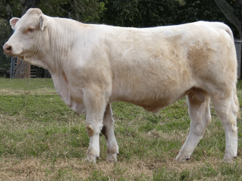 Lot 51 - KANDANGA VALLEY U319E | AuctionsPlus