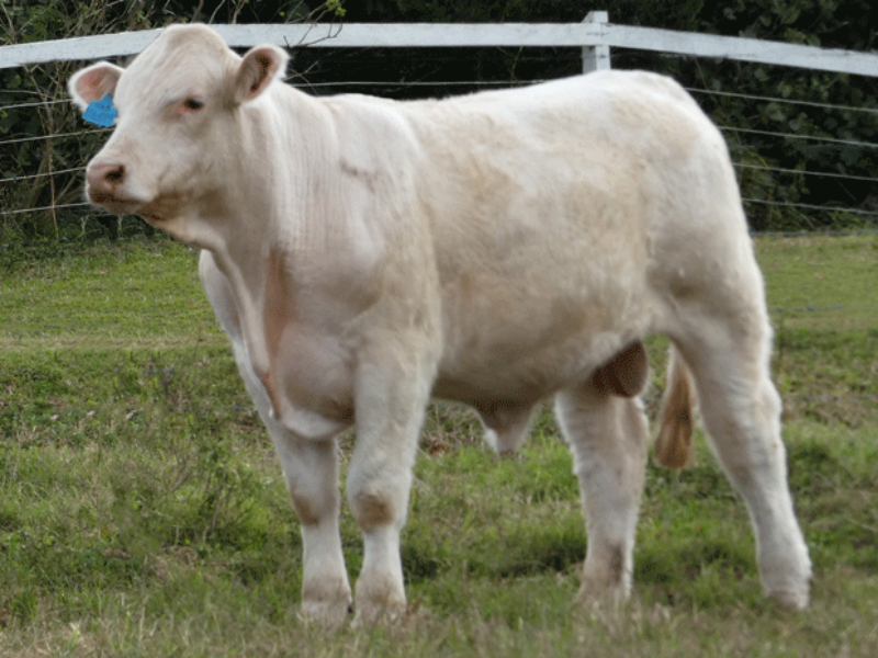 Lot 54 - KANDANGA VALLEY U401E (P) | AuctionsPlus