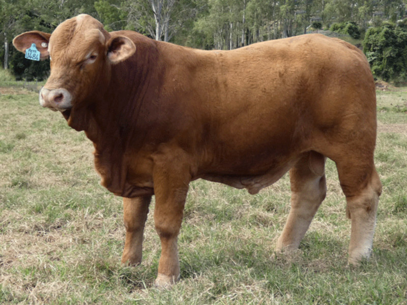 Lot 77 - KANDANGA VALLEY URANGA | AuctionsPlus
