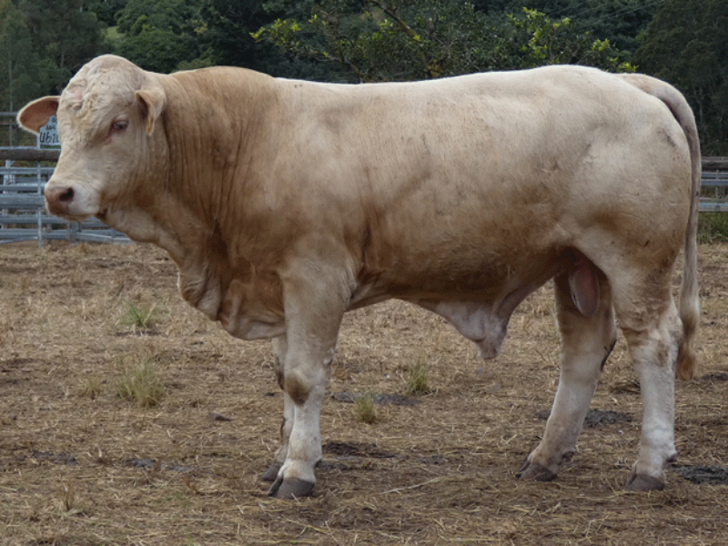 Lot 78 - KANDANGA VALLEY UGGIE (P) | AuctionsPlus
