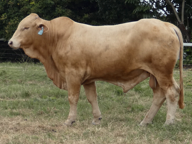 Lot 79 - KANDANGA VALLEY URVAN (SC) - Herd Bull | AuctionsPlus